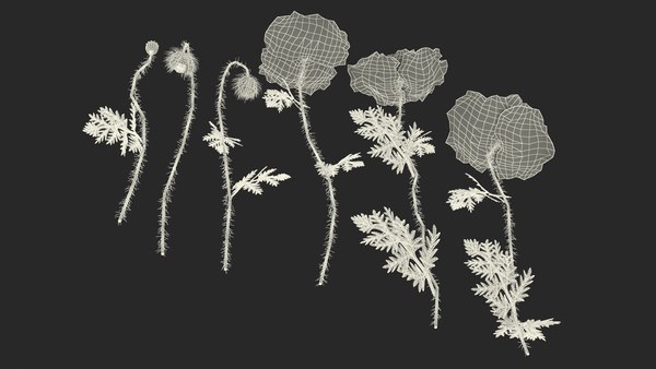 3D stages poppy flower growth model - TurboSquid 1580997