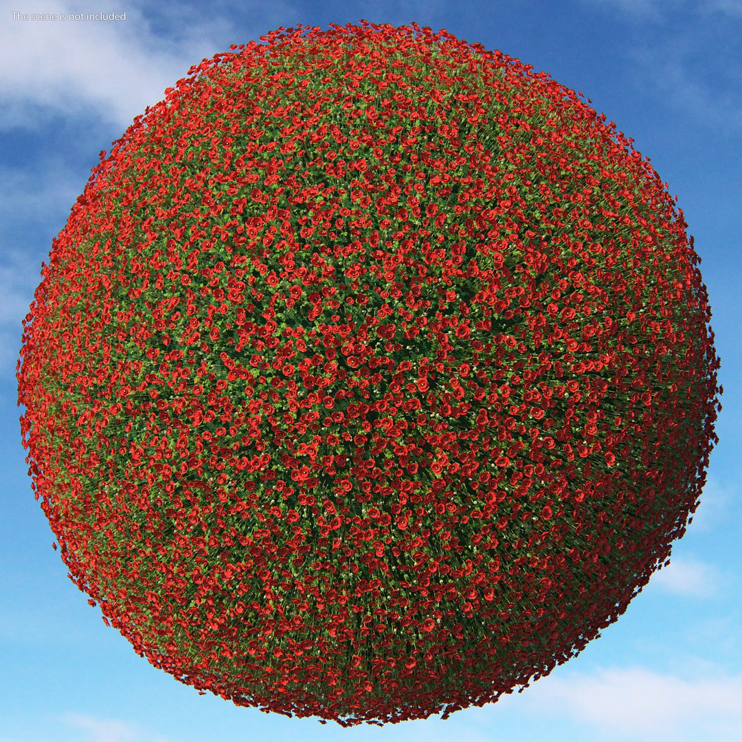 3D stages poppy flower growth model - TurboSquid 1580997