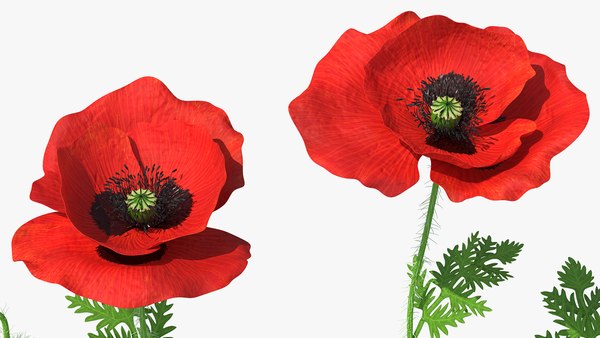 3D stages poppy flower growth model - TurboSquid 1580997