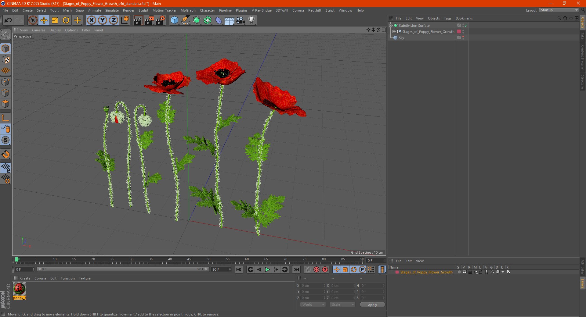 3D stages poppy flower growth model - TurboSquid 1580997
