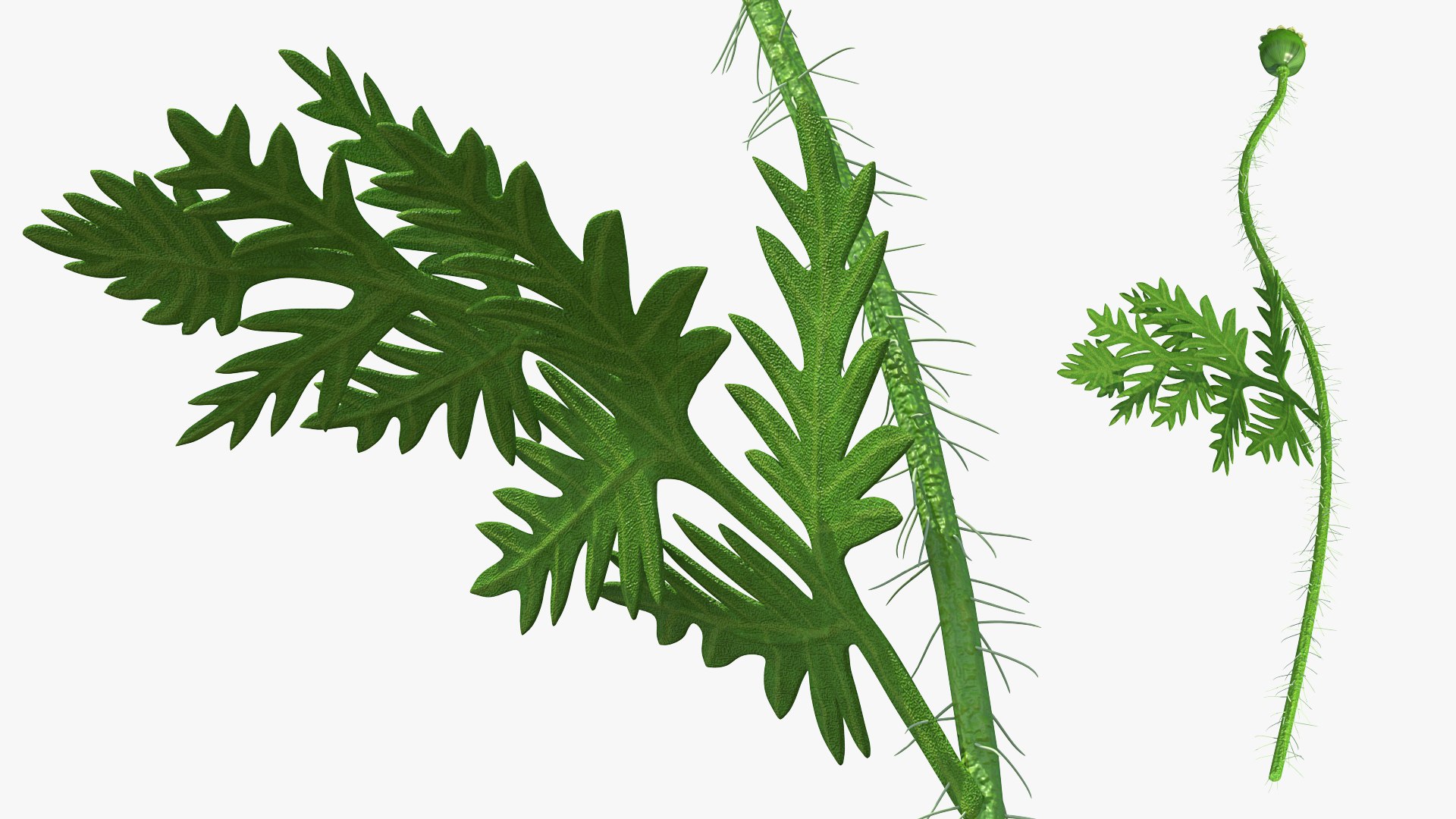 3D stages poppy flower growth model - TurboSquid 1580997