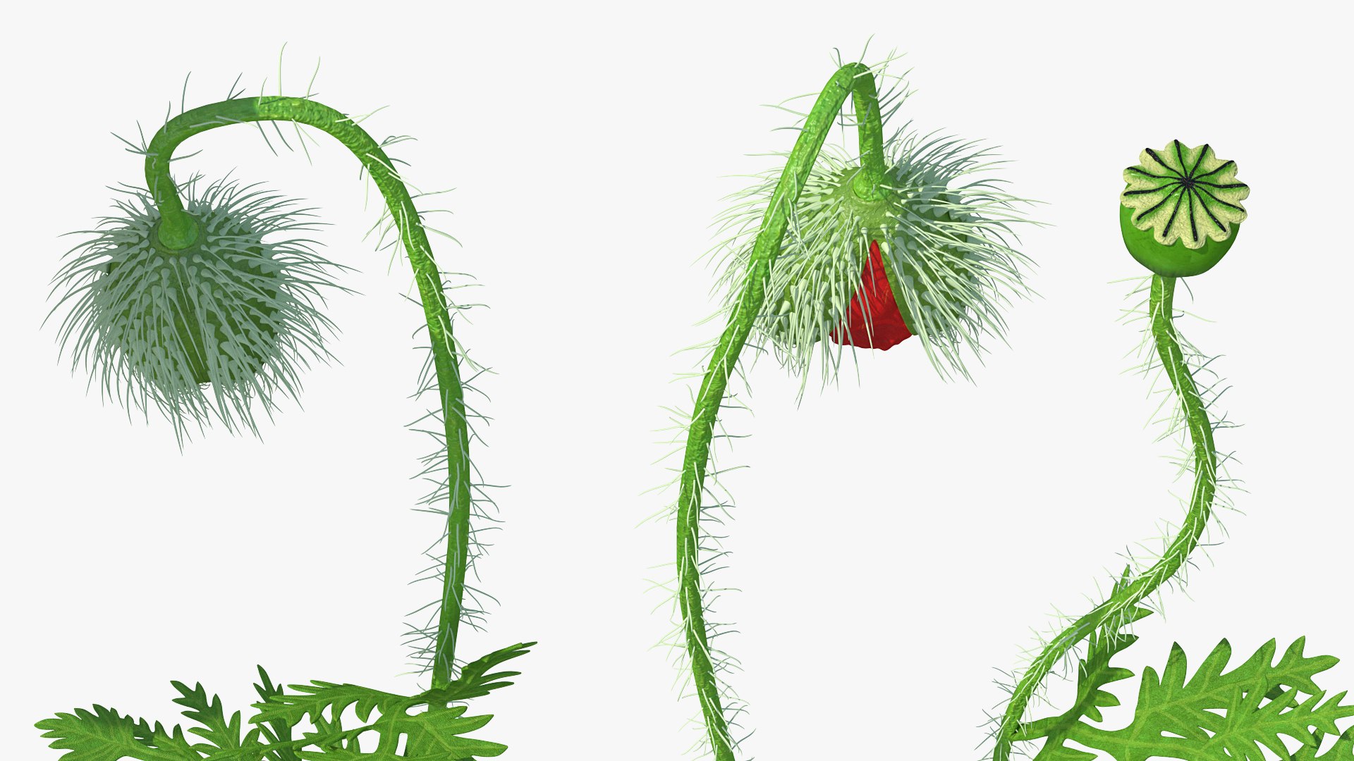 3D stages poppy flower growth model - TurboSquid 1580997