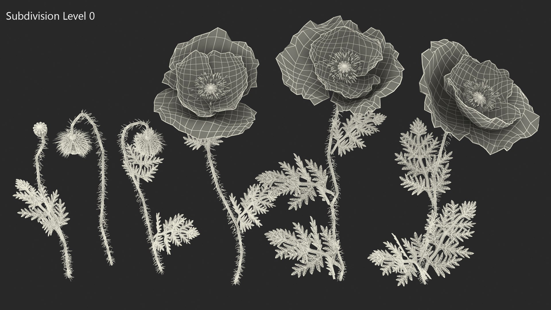 3D stages poppy flower growth model - TurboSquid 1580997