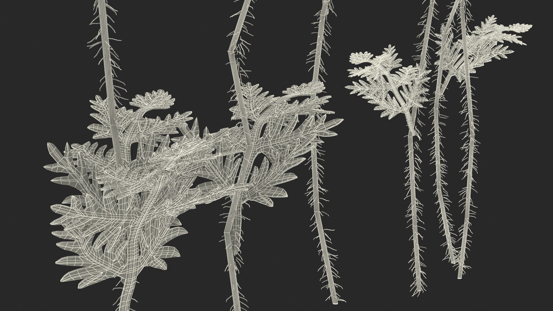 3D Stages Poppy Flower Growth Model - TurboSquid 1580997