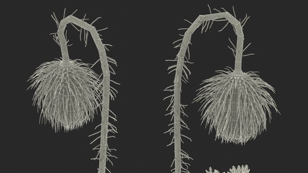3D stages poppy flower growth model - TurboSquid 1580997