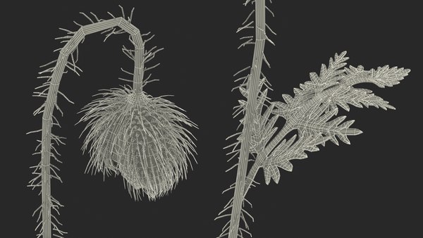 3D stages poppy flower growth model - TurboSquid 1580997