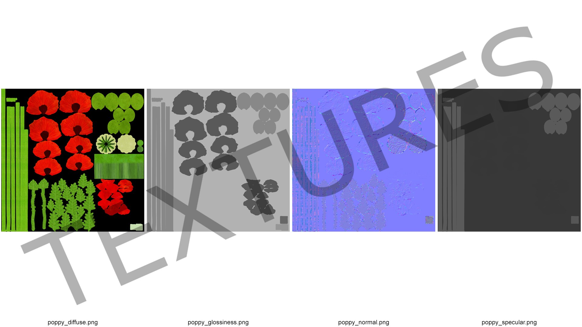 3D stages poppy flower growth model - TurboSquid 1580997