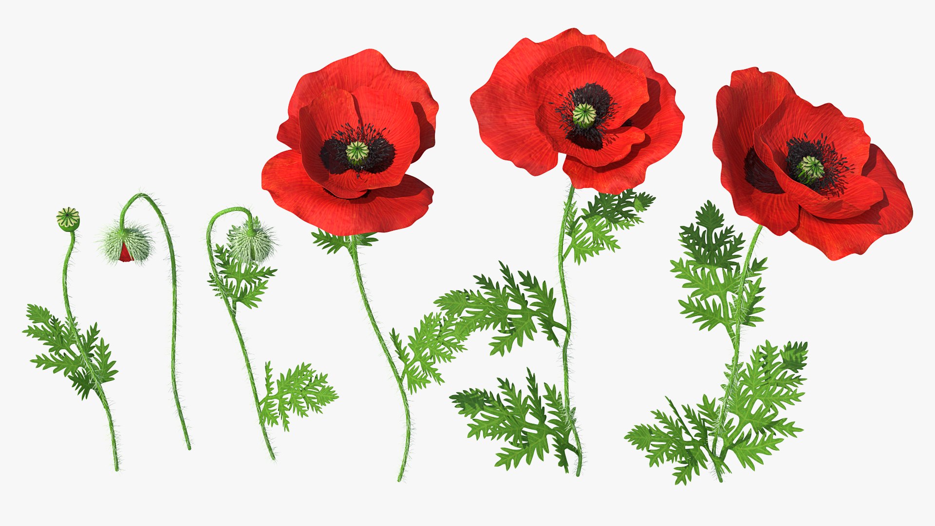 Poppy Flower Growth Stages at Ashley Nugent blog