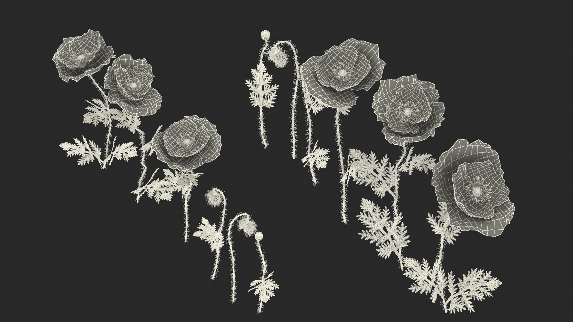 3D Stages Poppy Flower Growth Model - TurboSquid 1580997