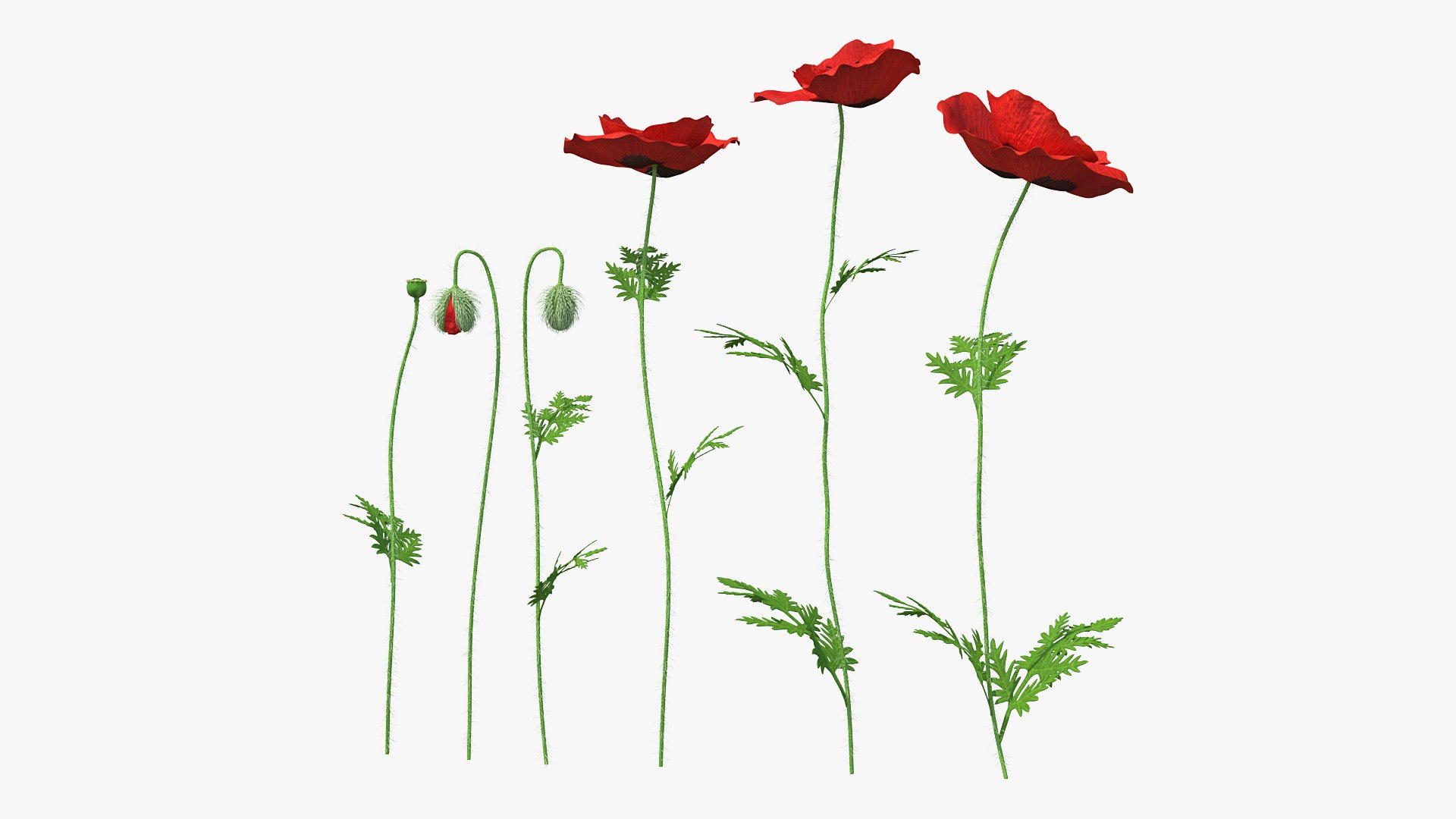 3D stages poppy flower growth model - TurboSquid 1580997