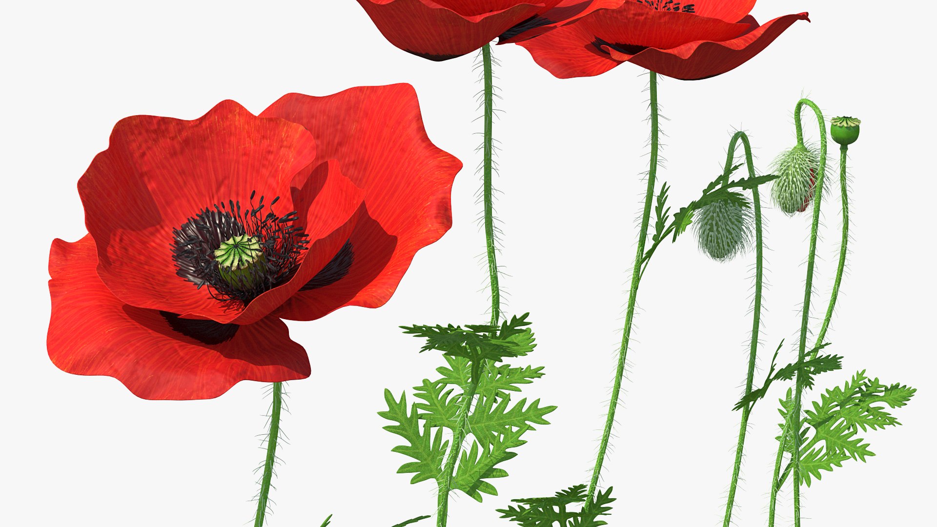3D stages poppy flower growth model - TurboSquid 1580997