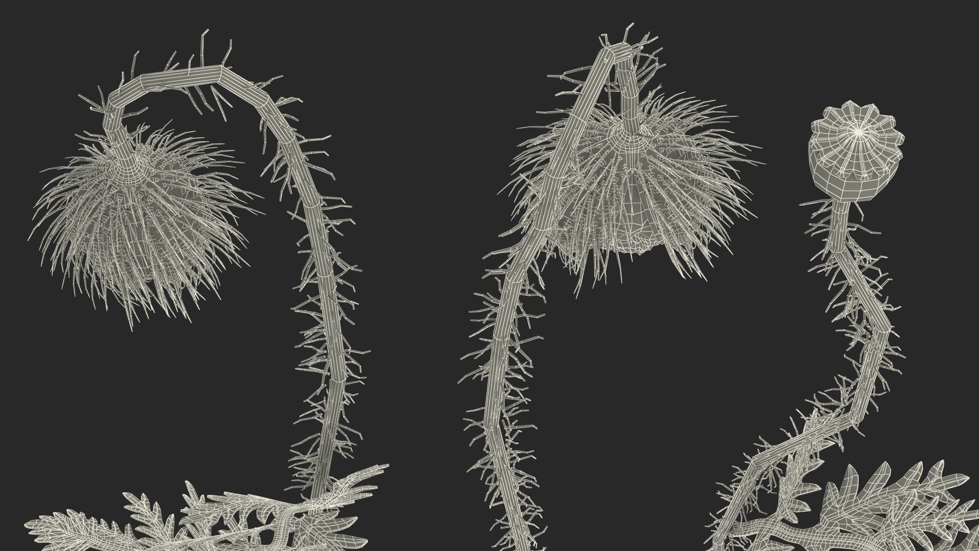 3D Stages Poppy Flower Growth Model - TurboSquid 1580997