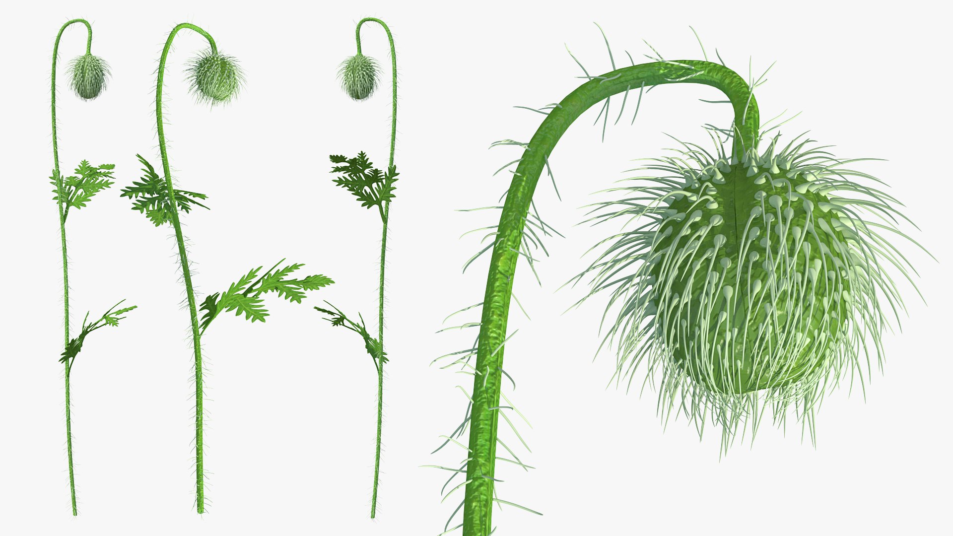 3D stages poppy flower growth model - TurboSquid 1580997