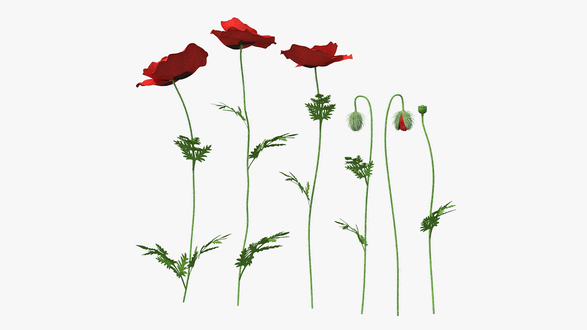3D stages poppy flower growth model - TurboSquid 1580997
