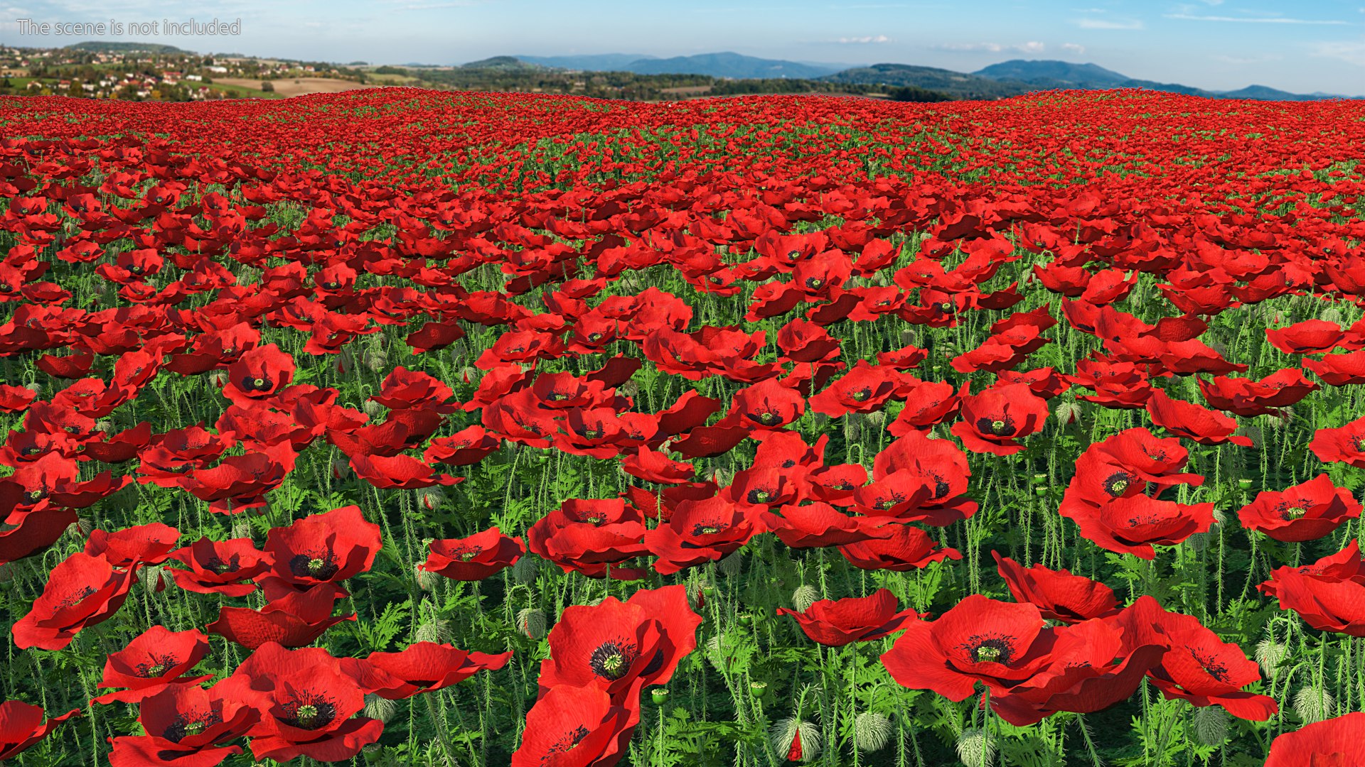 3D stages poppy flower growth model - TurboSquid 1580997