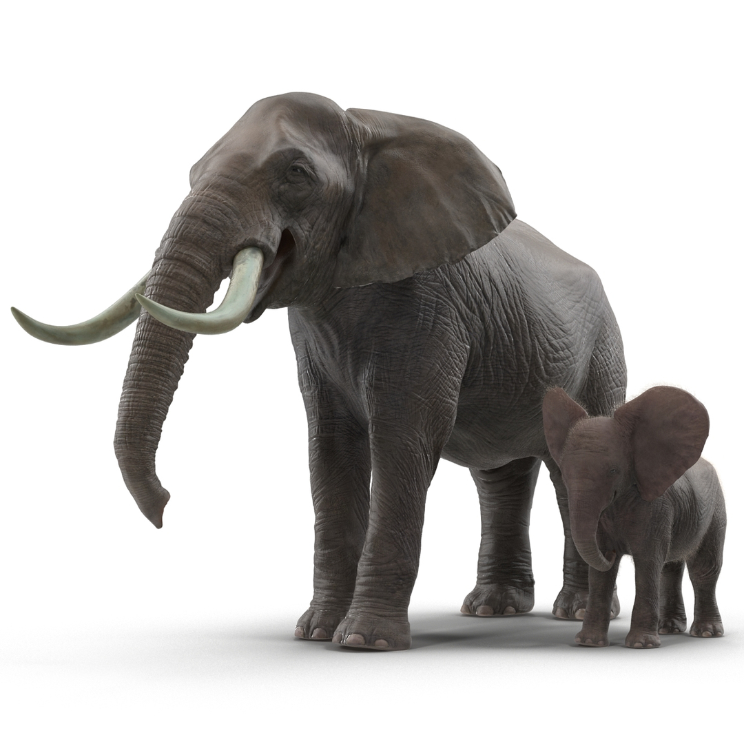 Elephants rigged 3D model - TurboSquid 1515811
