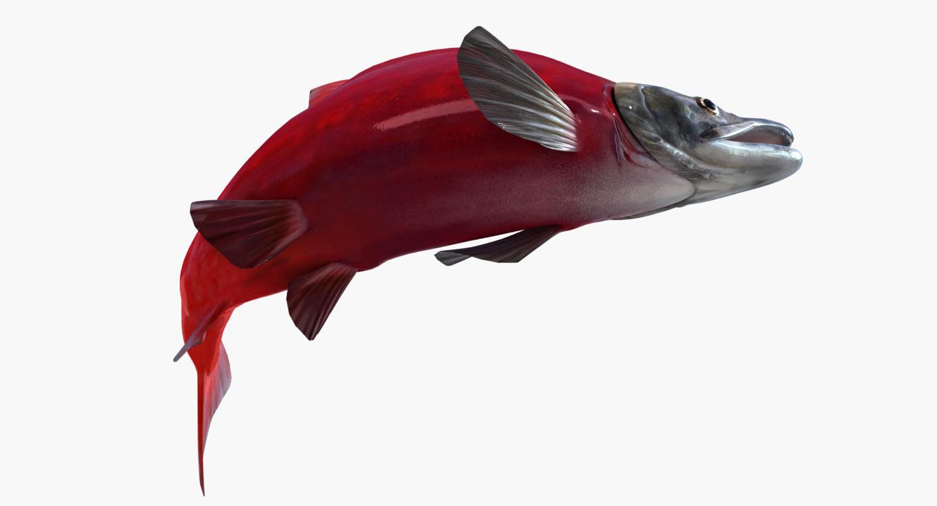 max sockeye salmon animation