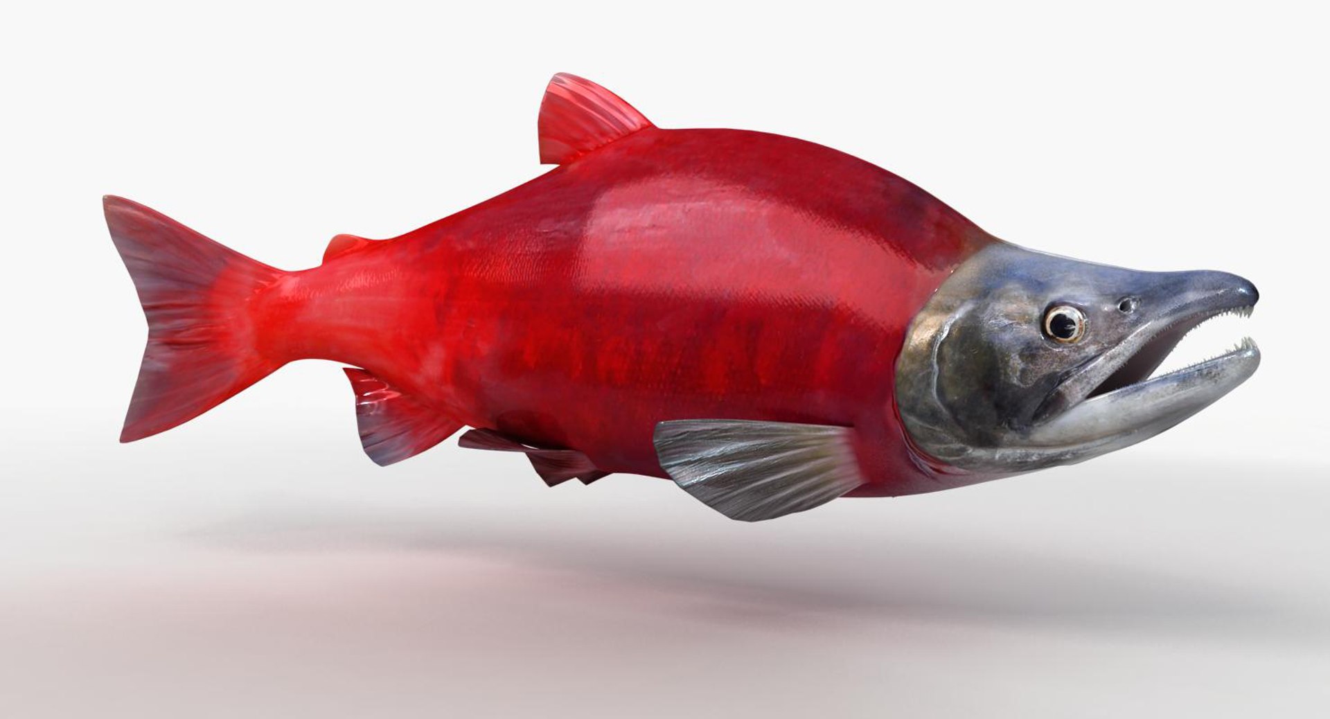 max sockeye salmon animation