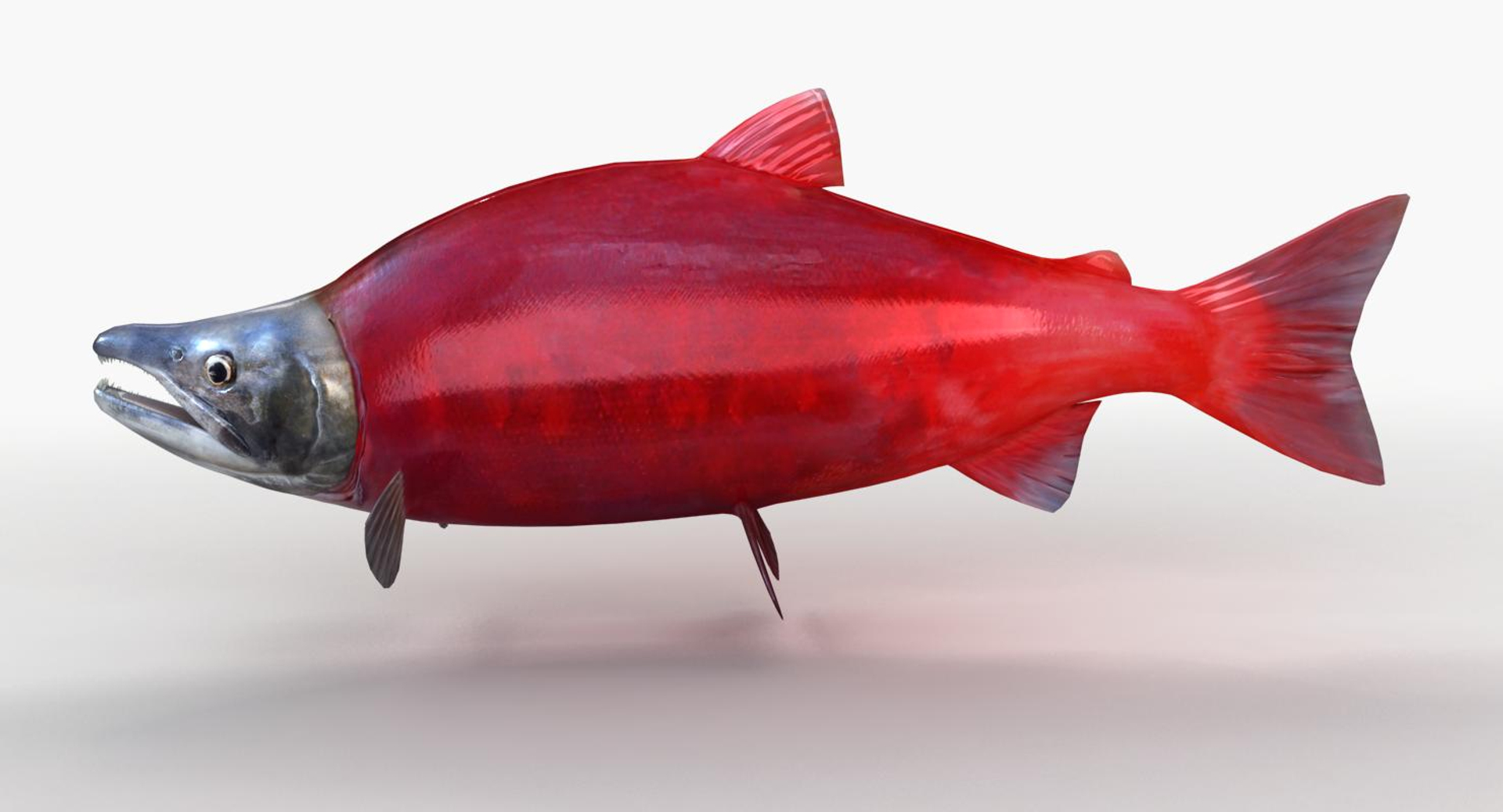 max sockeye salmon animation