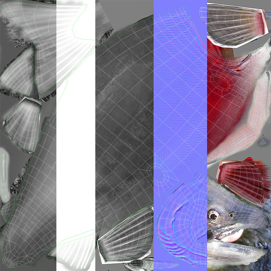 max sockeye salmon animation