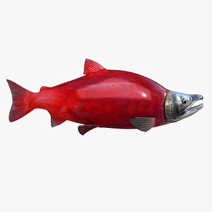 salmon fish animation 3d max