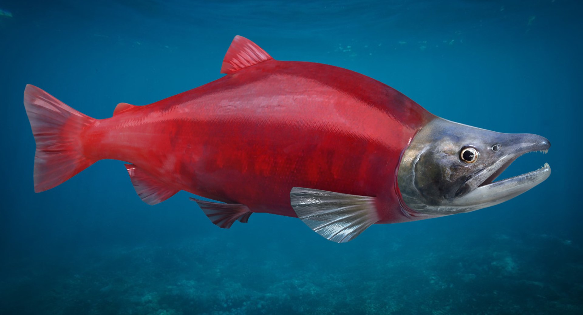 max sockeye salmon animation