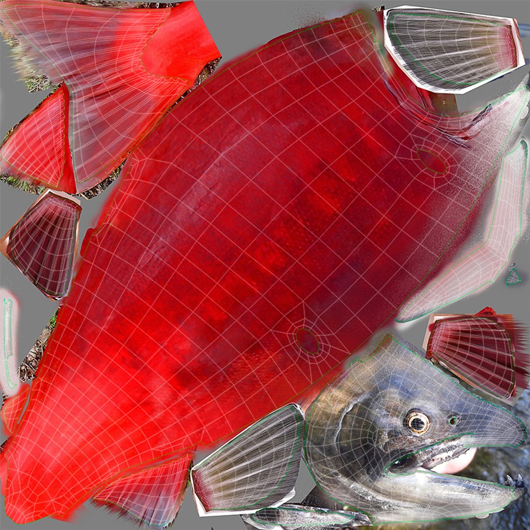 max sockeye salmon animation