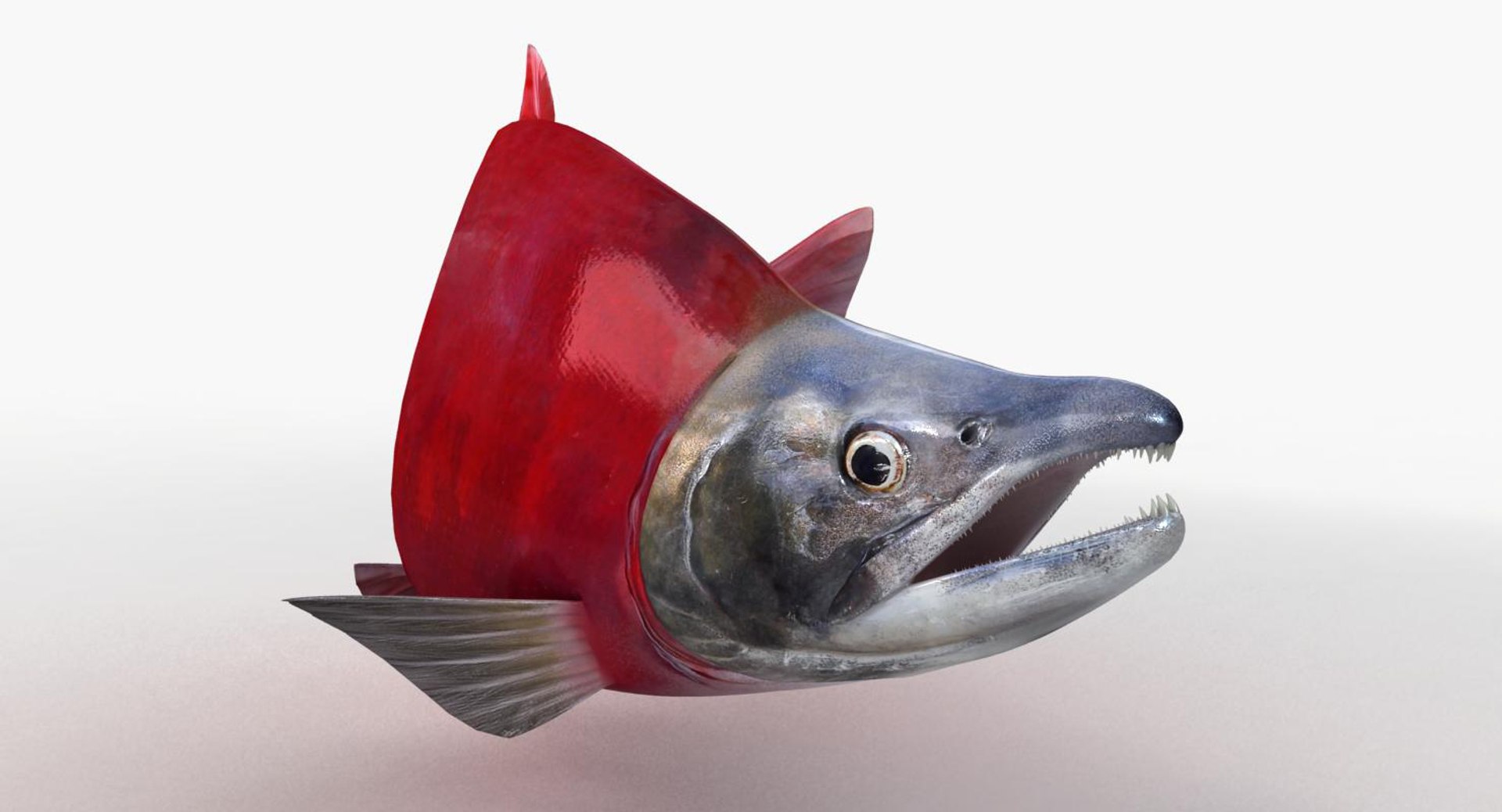 max sockeye salmon animation