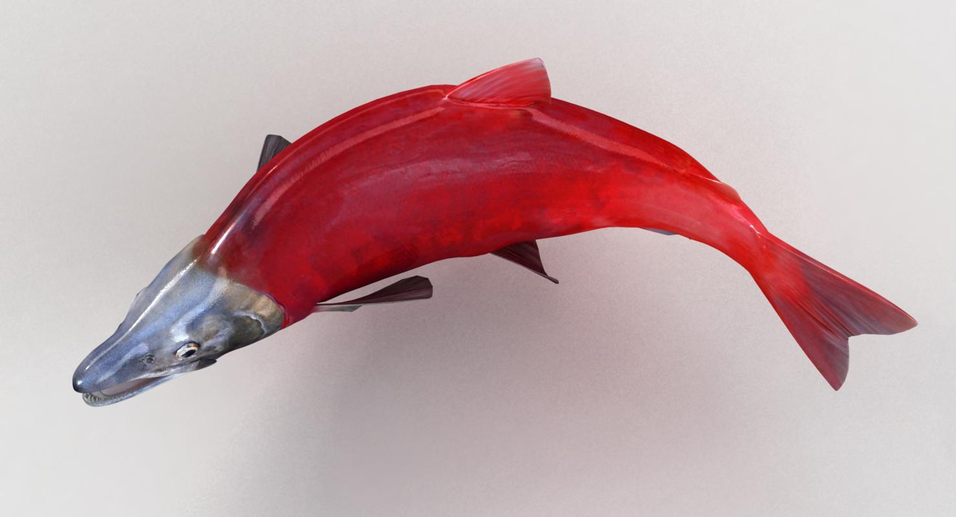 max sockeye salmon animation