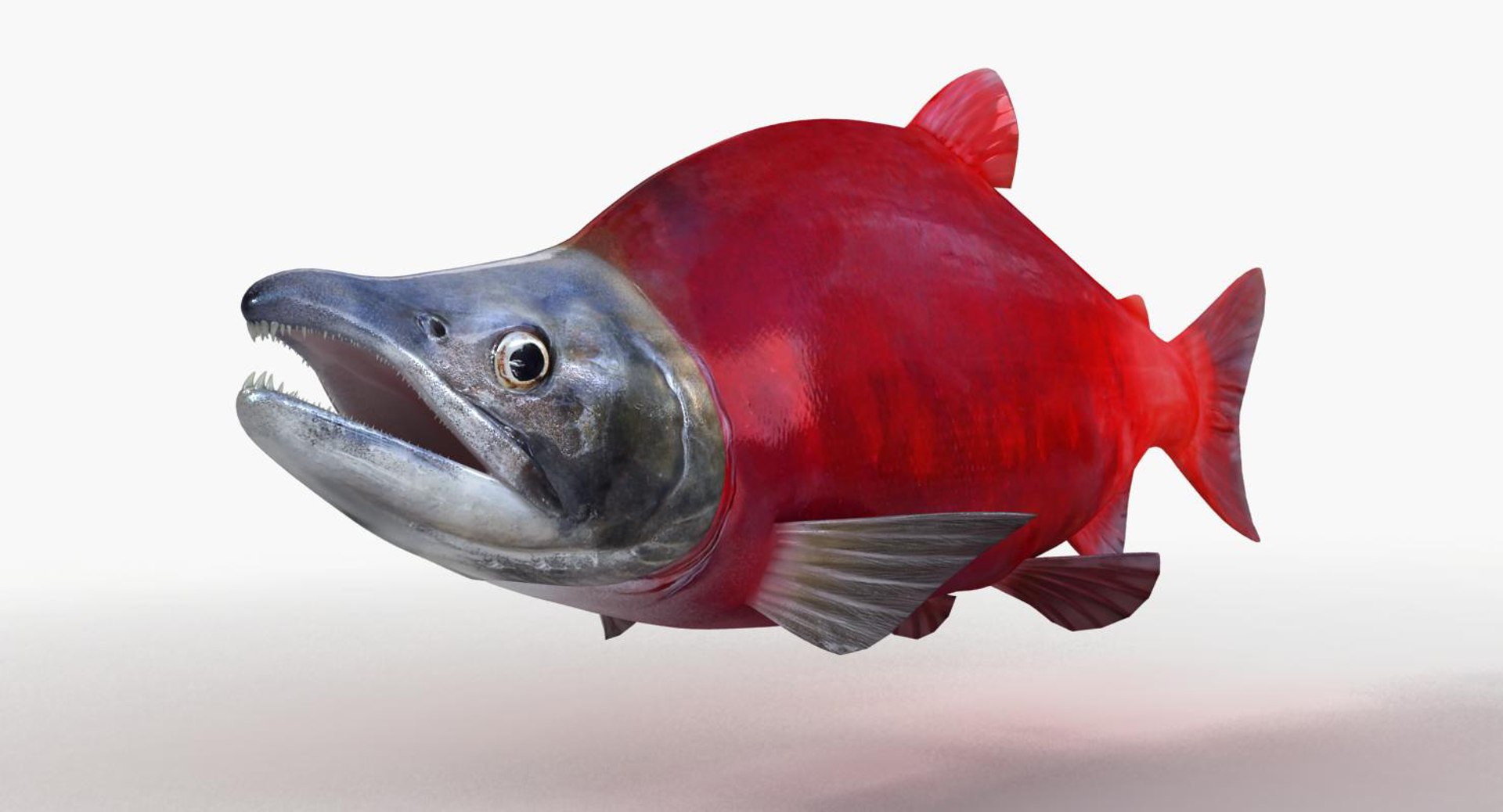 max sockeye salmon animation