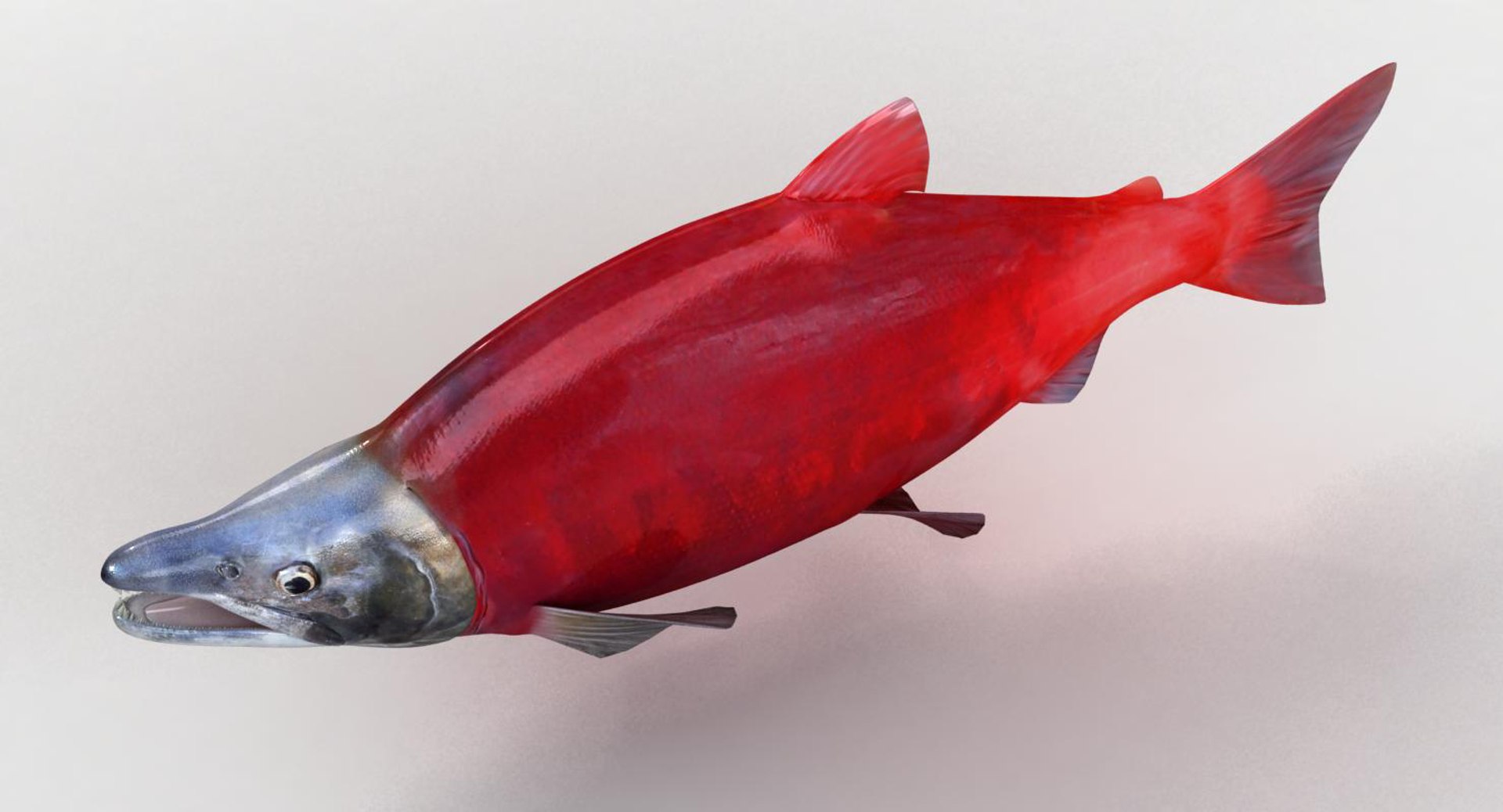 max sockeye salmon animation