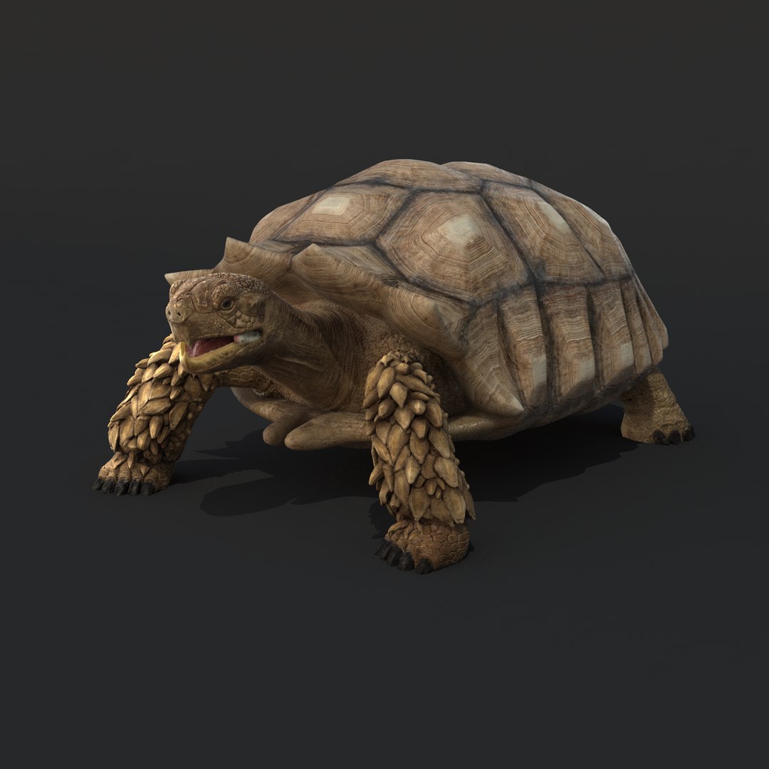 Max Realistic Turtle African Spurred