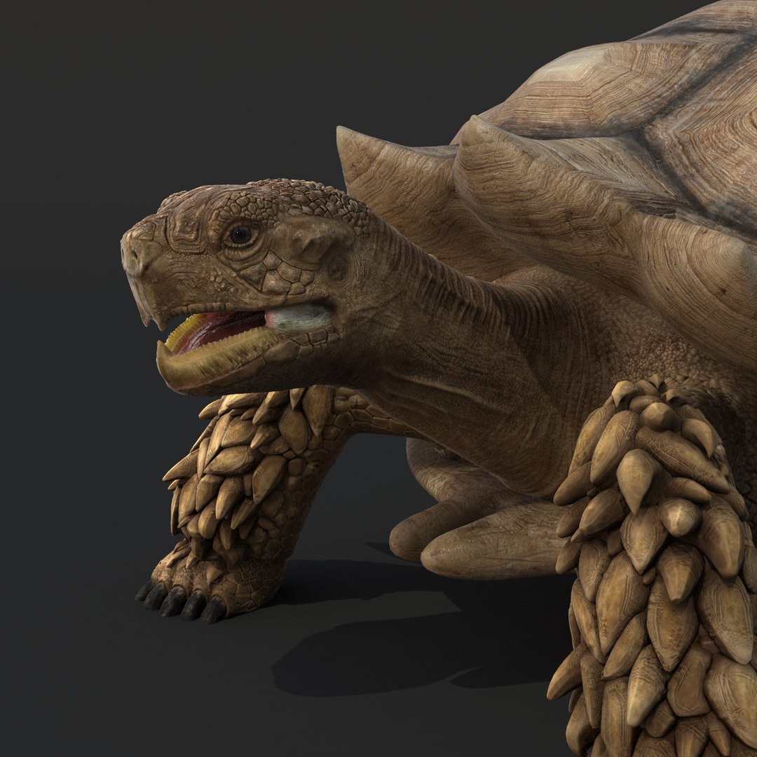 Max Realistic Turtle African Spurred
