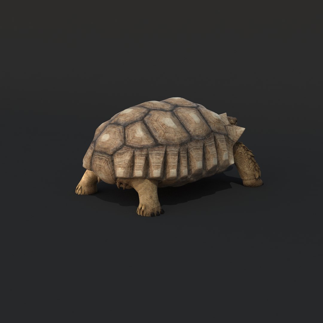 Max Realistic Turtle African Spurred