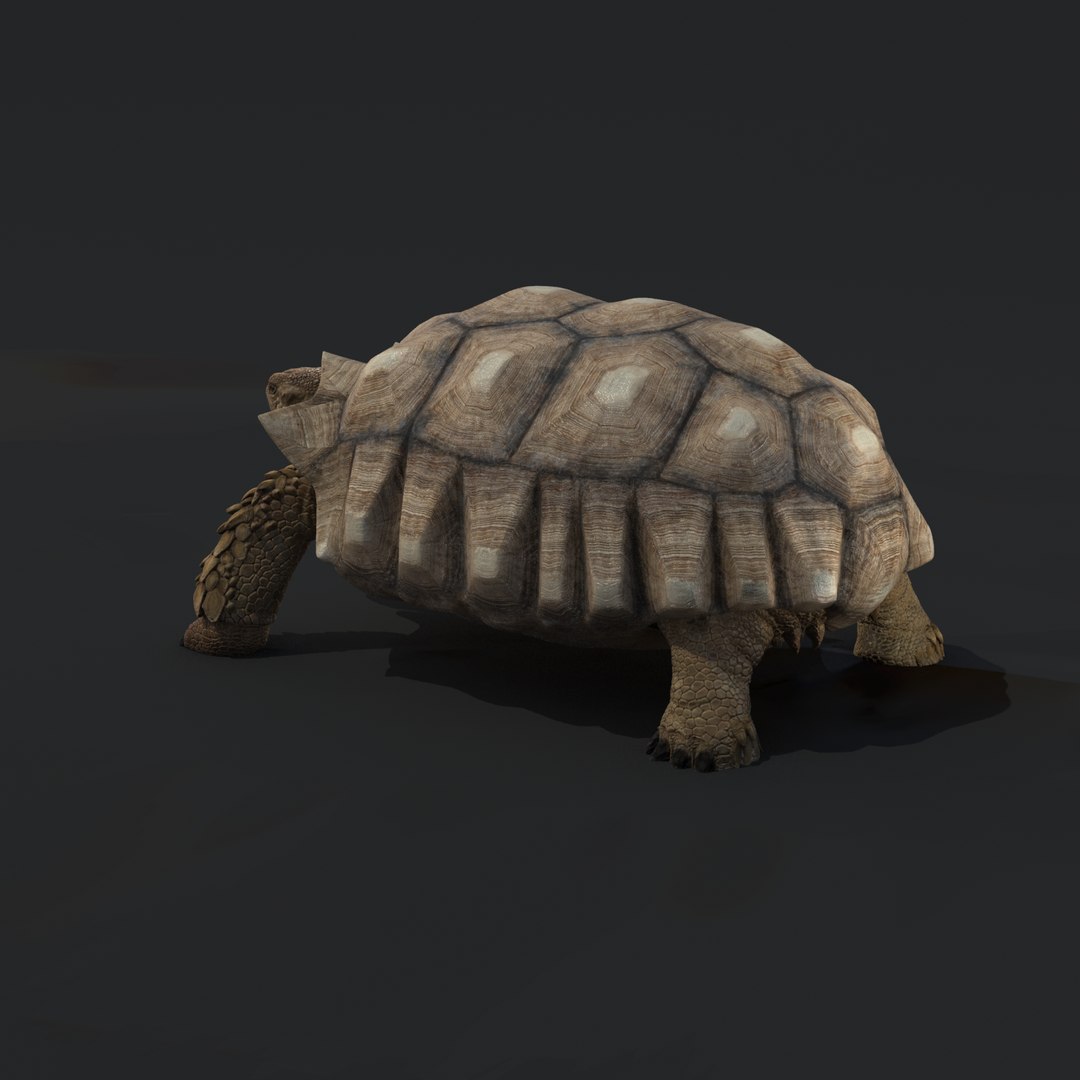 Max Realistic Turtle African Spurred