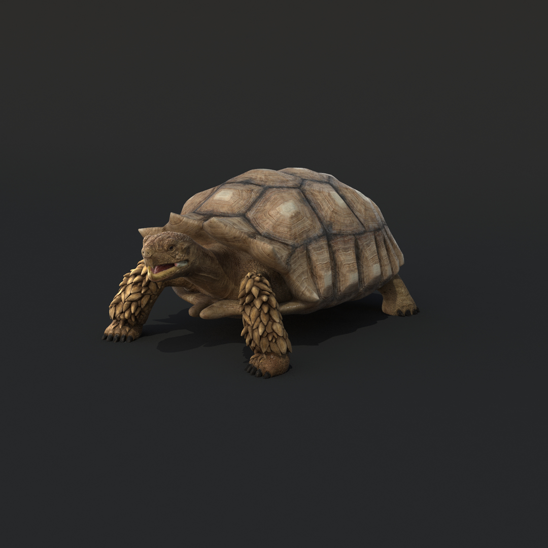 Max Realistic Turtle African Spurred