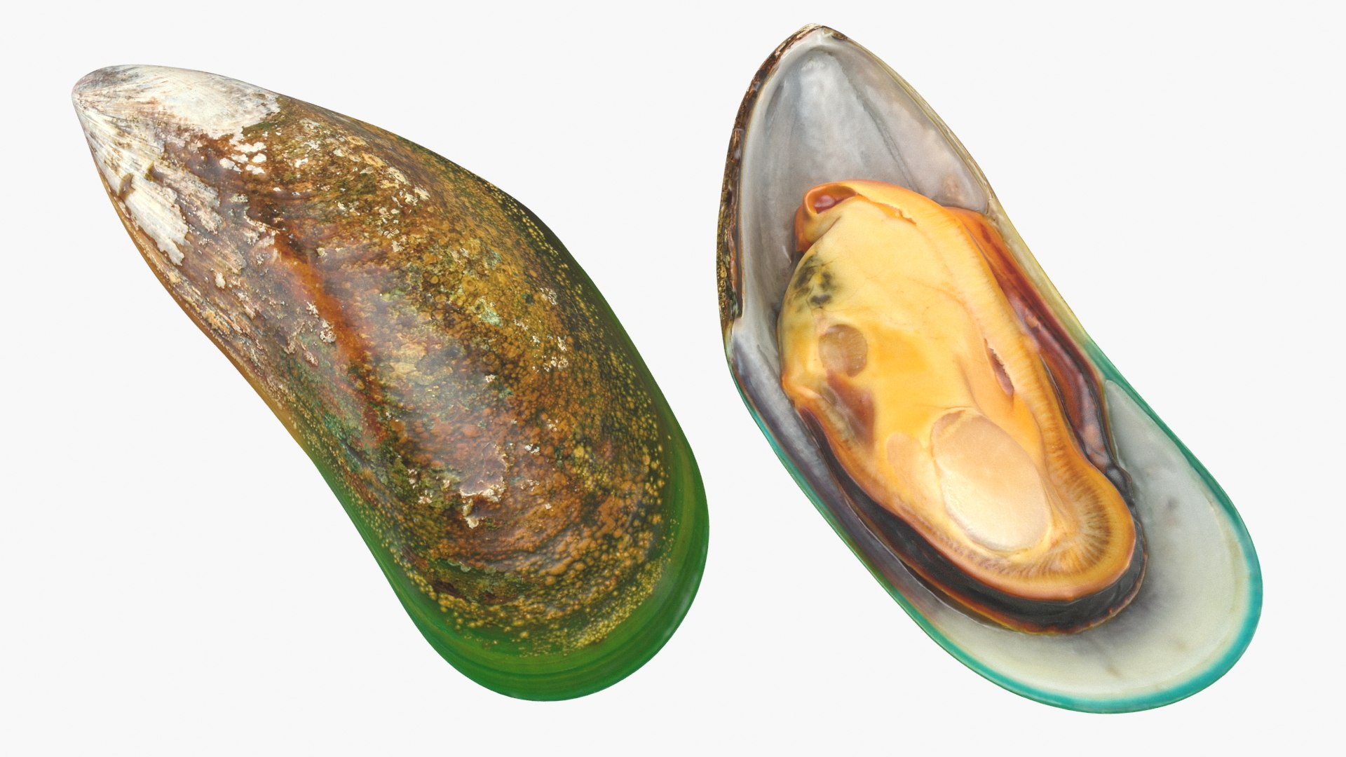 Green Mussel 03 3D Model - TurboSquid 2111205