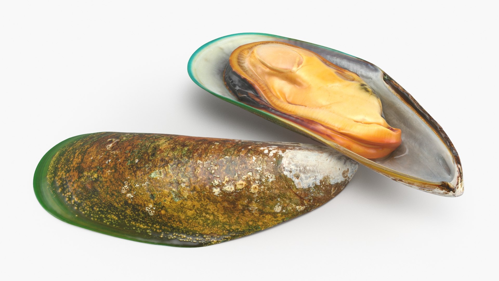 Green Mussel 03 3D Model - TurboSquid 2111205