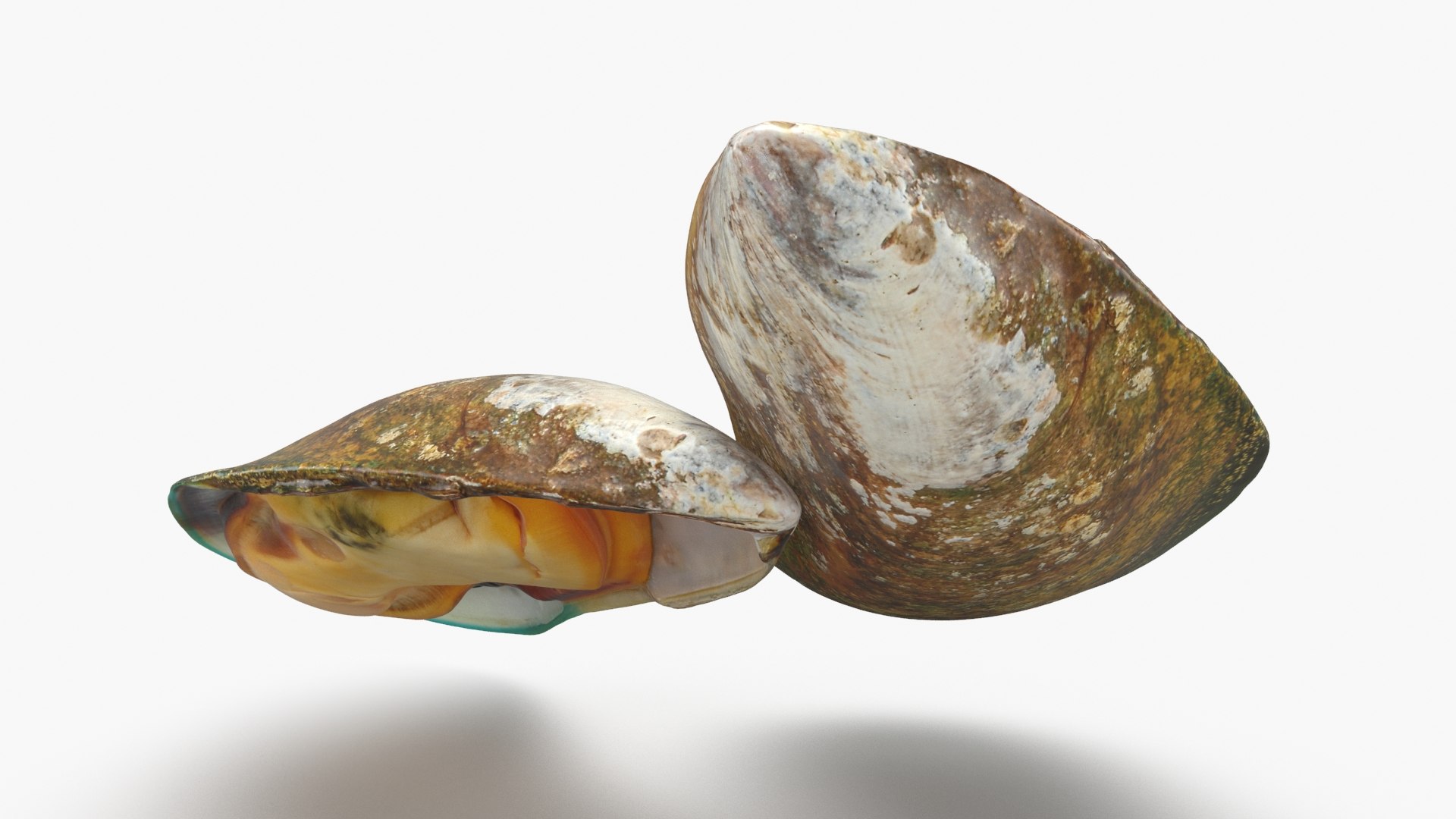 Green Mussel 03 3D Model - TurboSquid 2111205