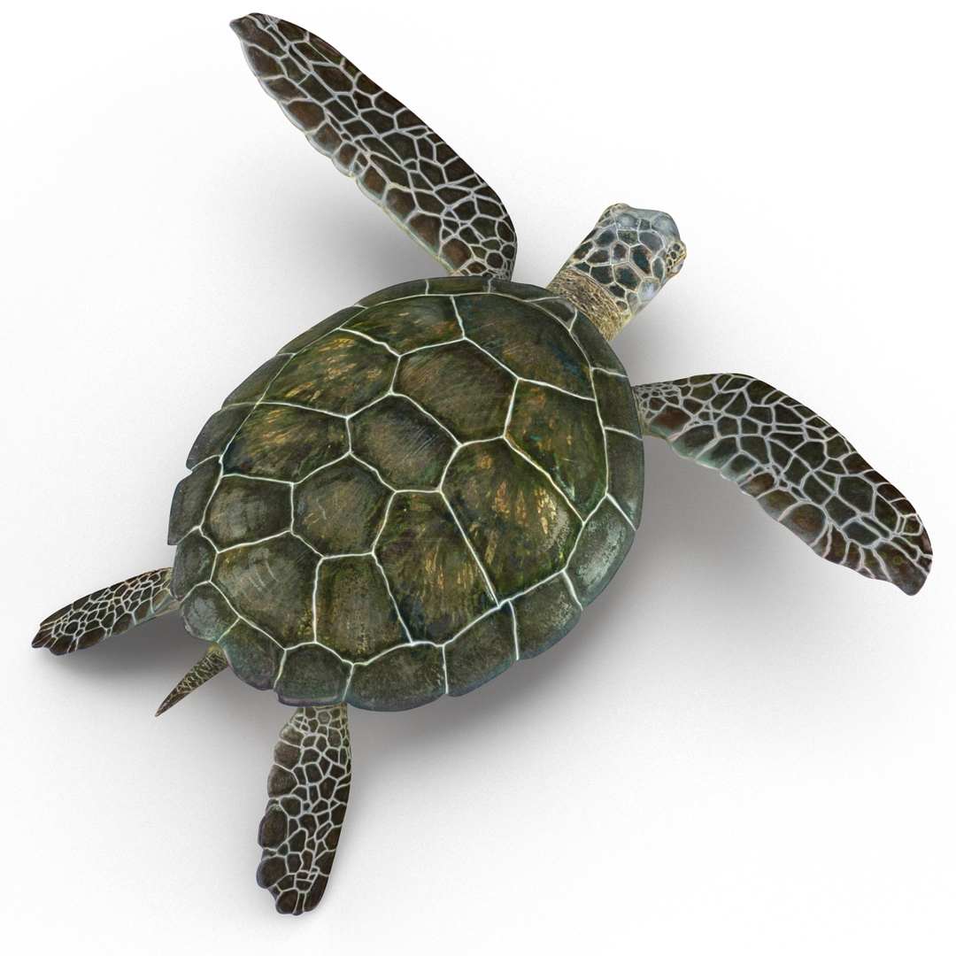 3d sea turtle pose 3