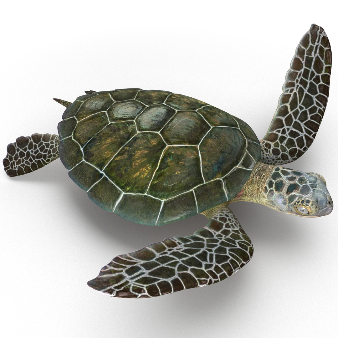 3d sea turtle pose 3