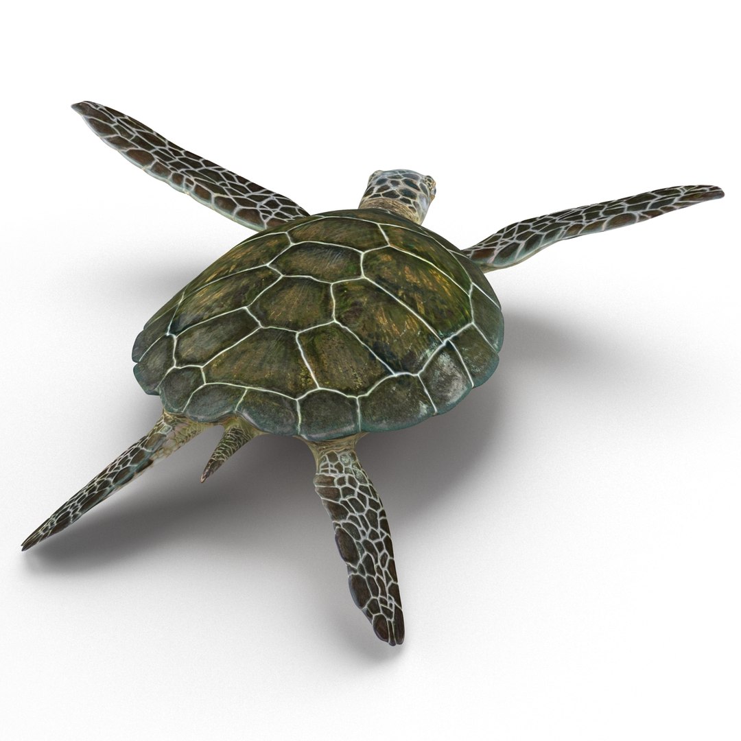 3d Sea Turtle Pose 3