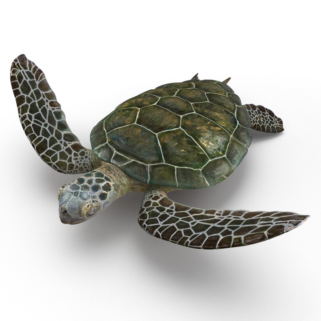 3d Sea Turtle Pose 3