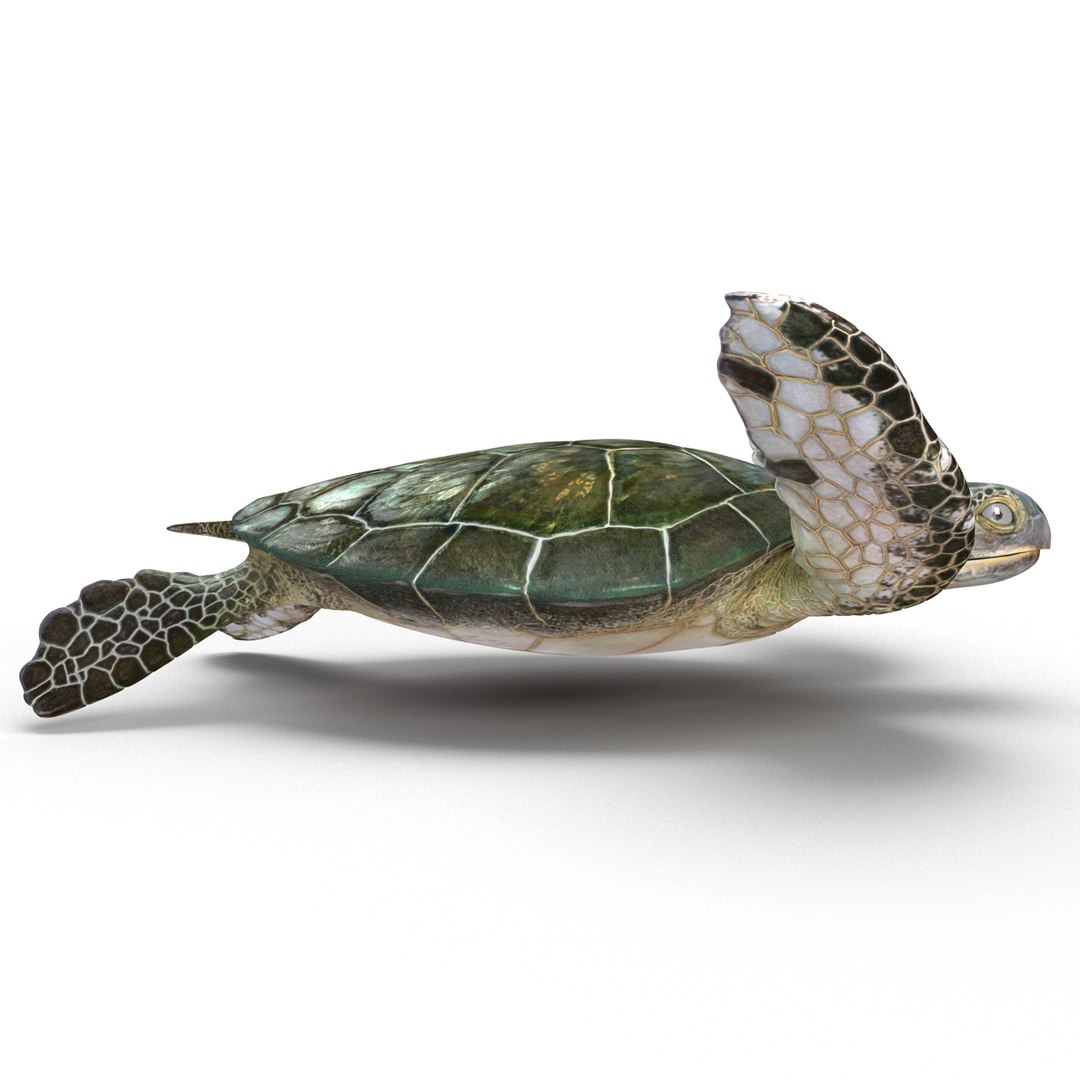 3d Sea Turtle Pose 3