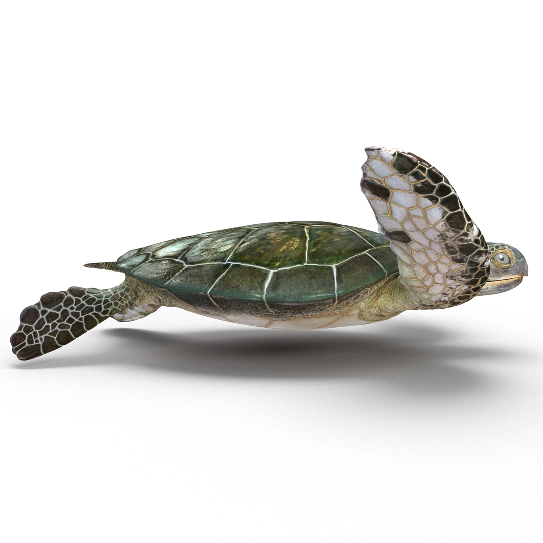 3d sea turtle pose 3