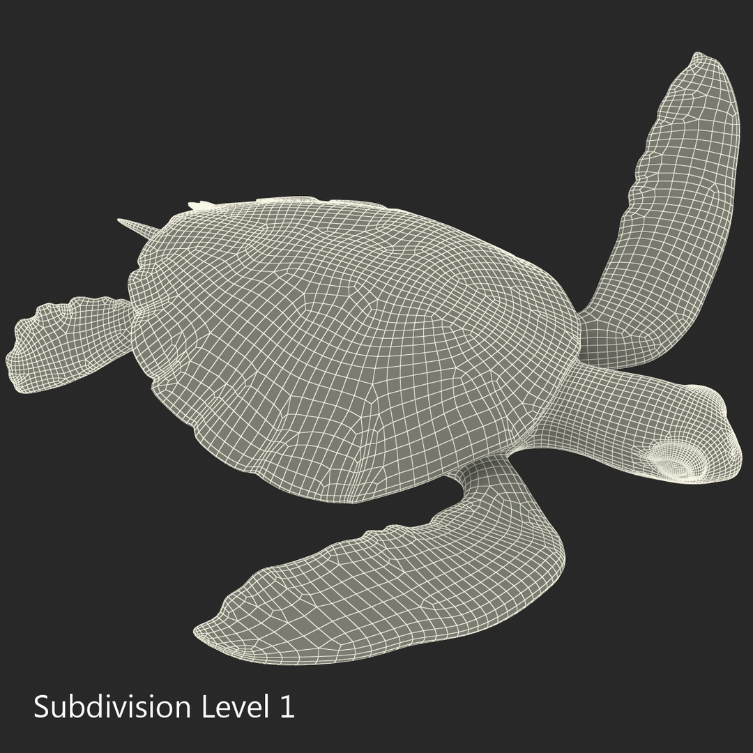 3d sea turtle pose 3
