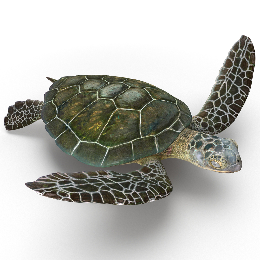 3d sea turtle pose 3