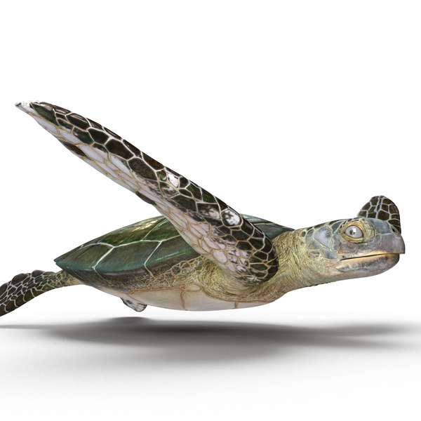 3d sea turtle pose 3