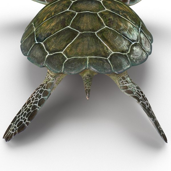 3d sea turtle pose 3