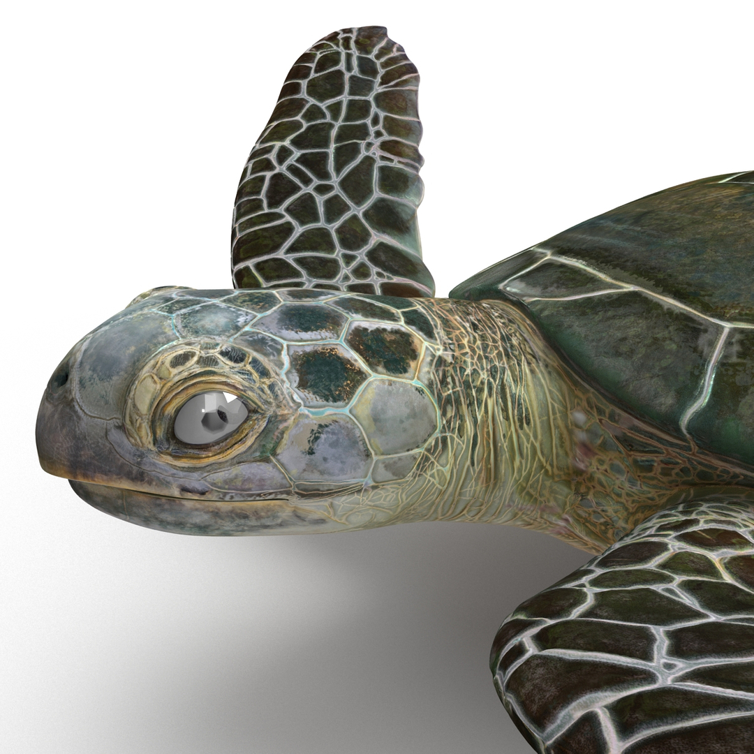 3d sea turtle pose 3